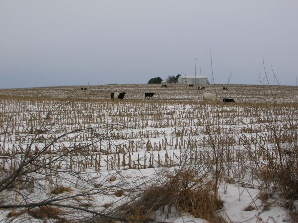 Official Site of Springfield, Nebraska